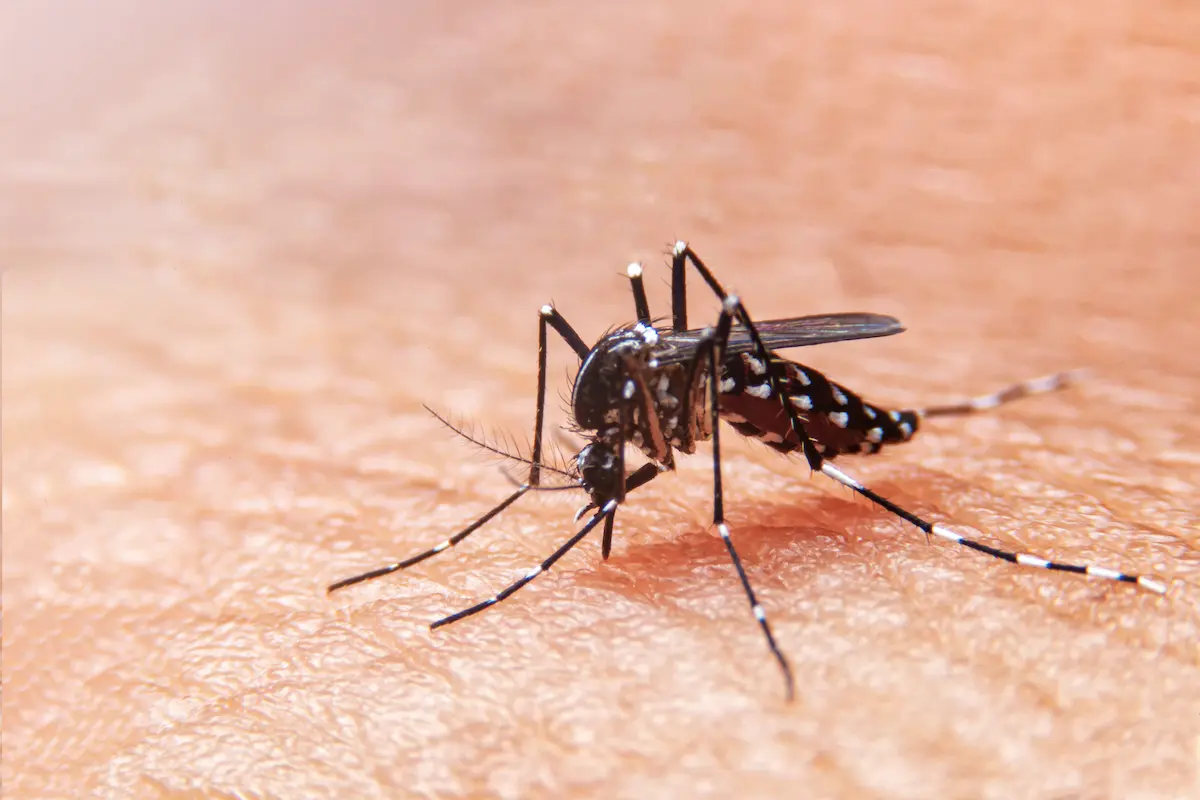 Kenali Jenis Nyamuk Malaria dan Jenis Virus yang Dibawanya!